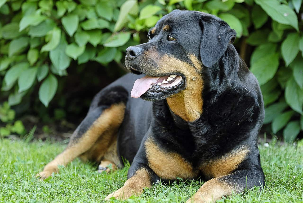 Wie stark haaren Rottweiler? • Haustier Lounge