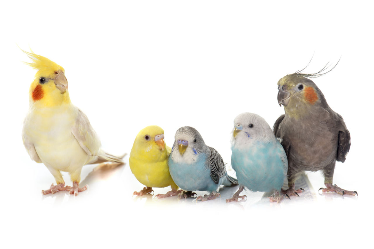 Wie intelligent sind Sittiche? • Haustier Lounge