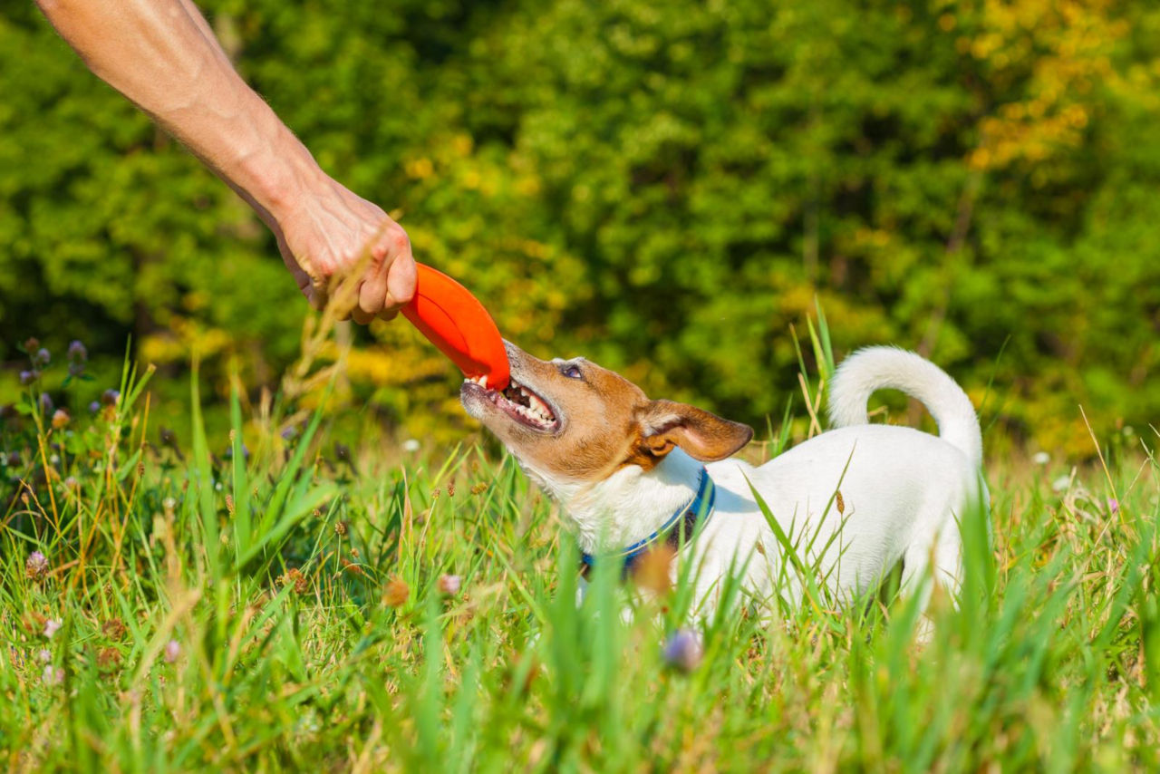 Wissen Hunde, wenn sie einen verletzen? • Haustier Lounge