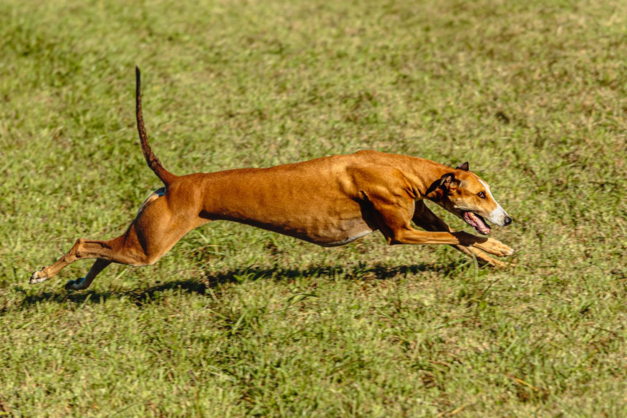 Wie schnell können Hunde rennen? • Haustier Lounge