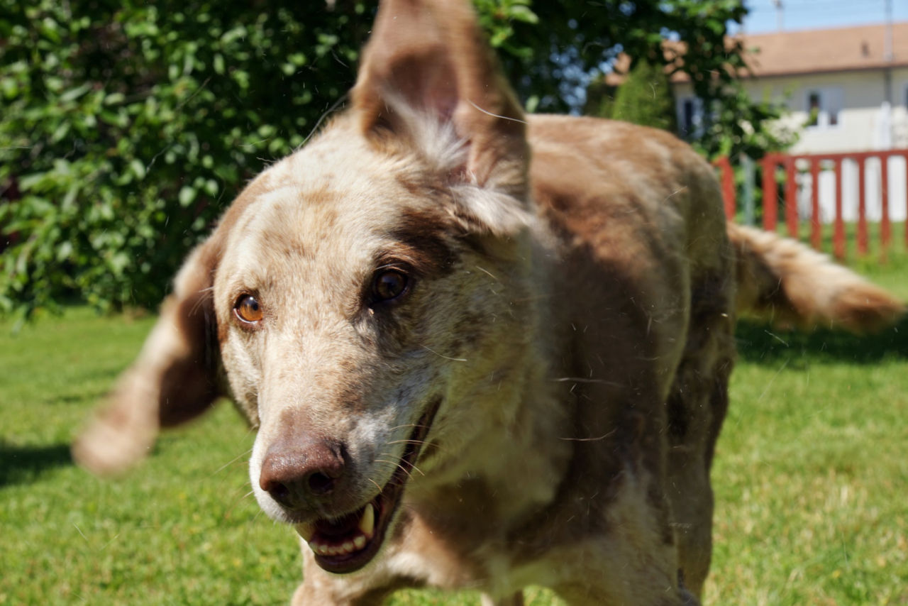 Warum zittern Hunde? • Haustier Lounge Warum zittern Hunde? • Haustier Lounge
