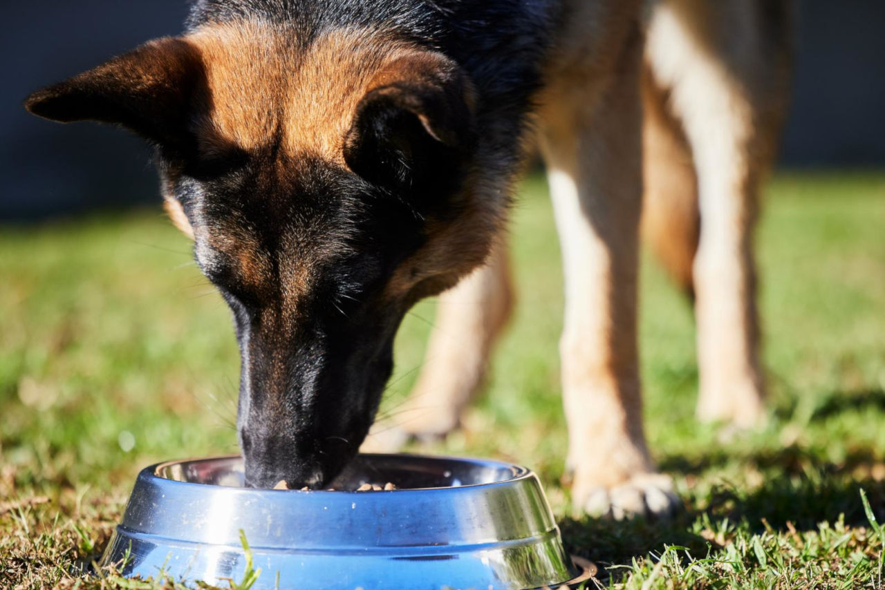 Wie oft und wie viel Futter sollte ein Hund essen? • Haustier Lounge