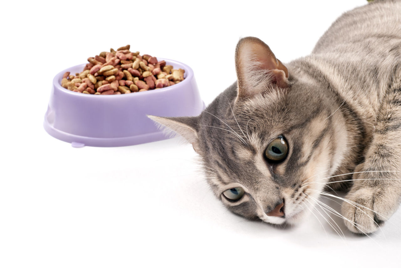 Warum legen sich Katzen beim Essen oder Trinken hin? • Haustier Lounge