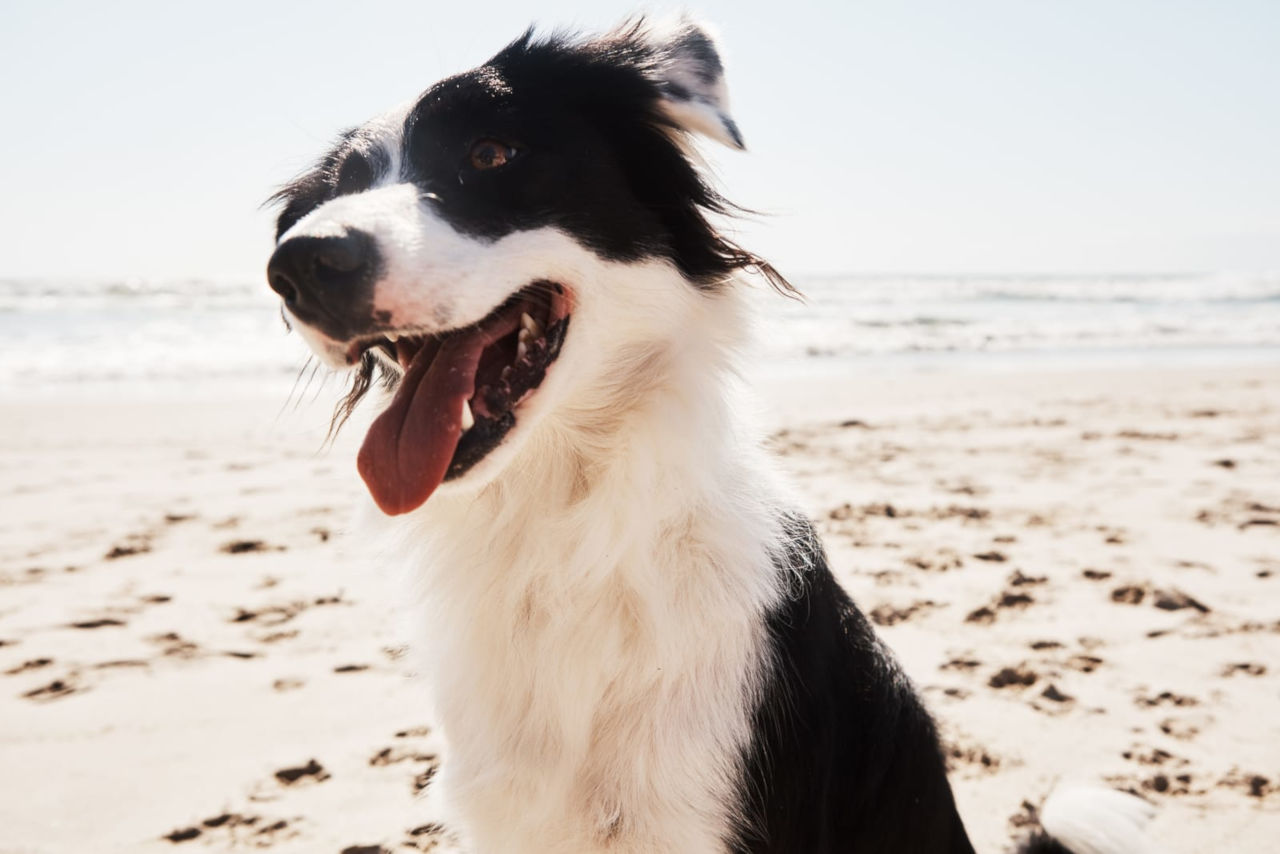 Bellen Border Collies viel? • Haustier Lounge